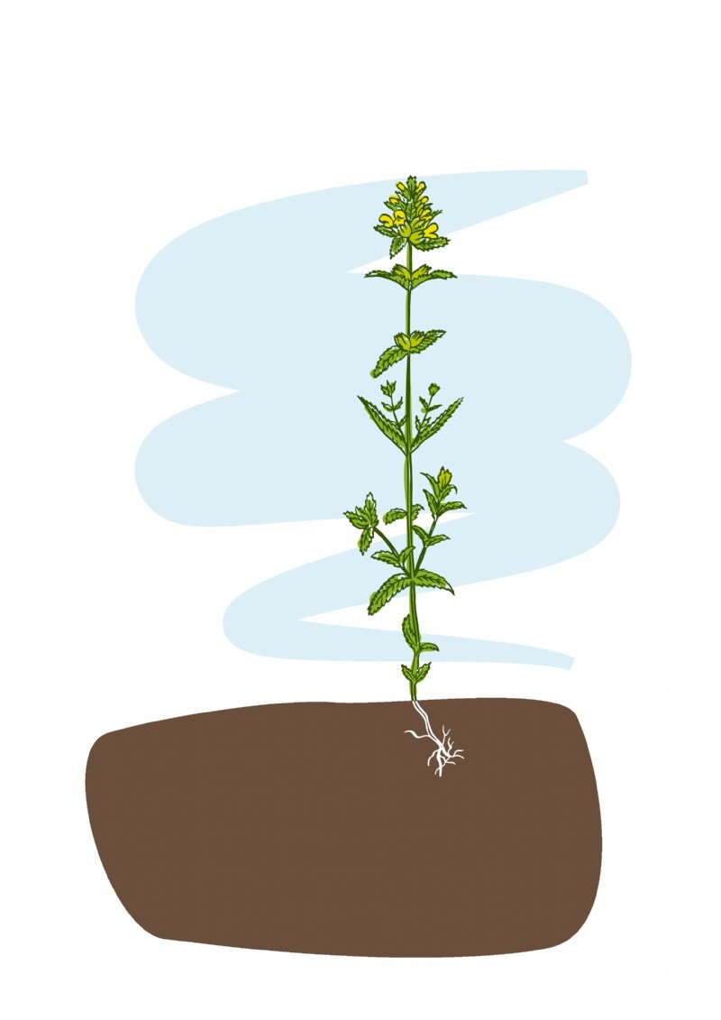 Yellow Rattle | Species Information