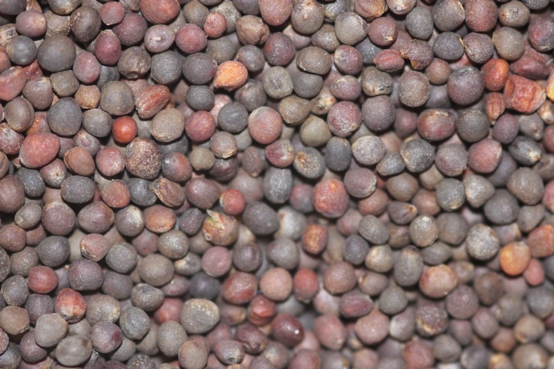 What Do Kale Seed Pods Look Like at James Ivery blog